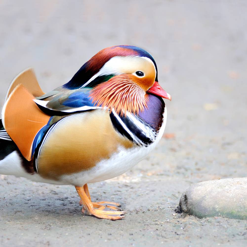 What Does a Duck Eat? | Best Foods for Healthy Ducks