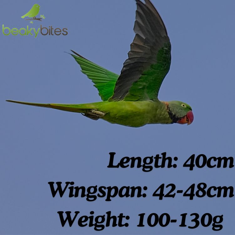 BeakyBites Parakeet Bird Facts