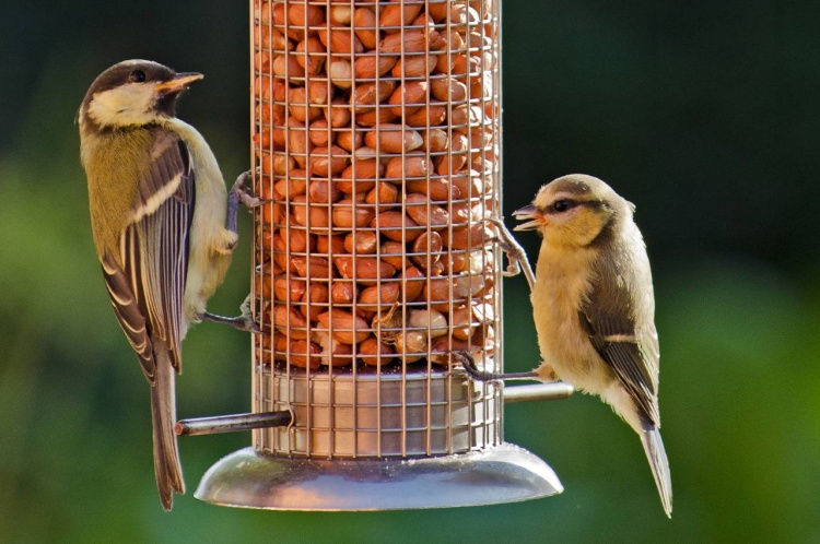 Feeding Peanuts to Birds, Top 10 Tips and Advice - BeakyBites