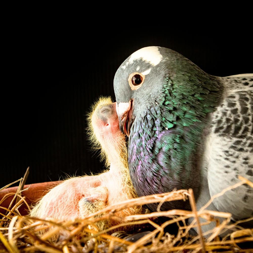 What Do Wood Pigeons Eat: How to Support Wild Birds Year-Round