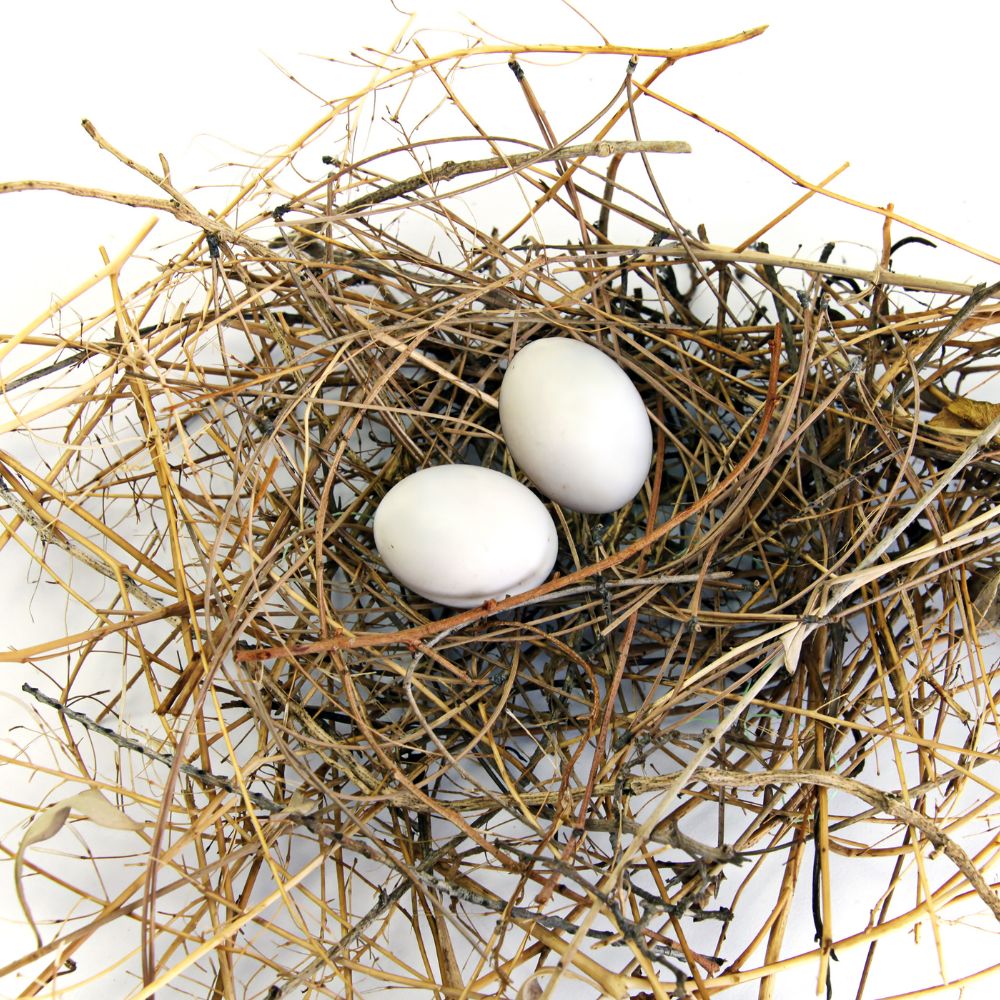 Pigeon Nesting: How to Spot, Support and Deter Nesting Birds