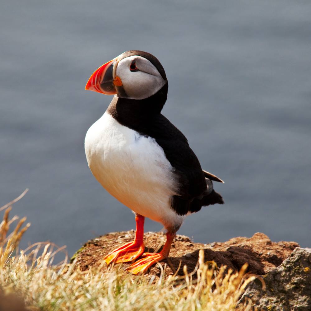 Identify The Top Seaside Birds | Coastal Guide