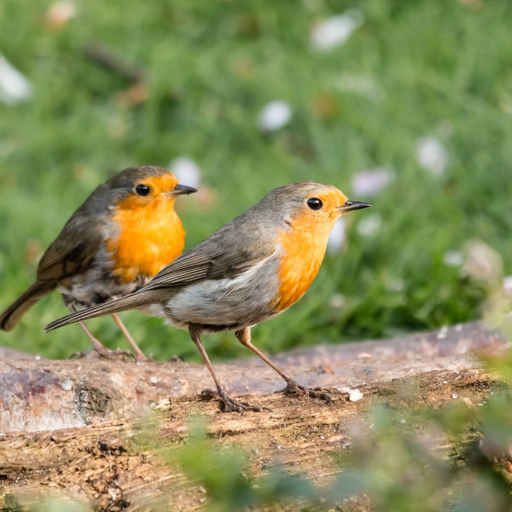 Top 20 Small Birds of England | Identification Guide