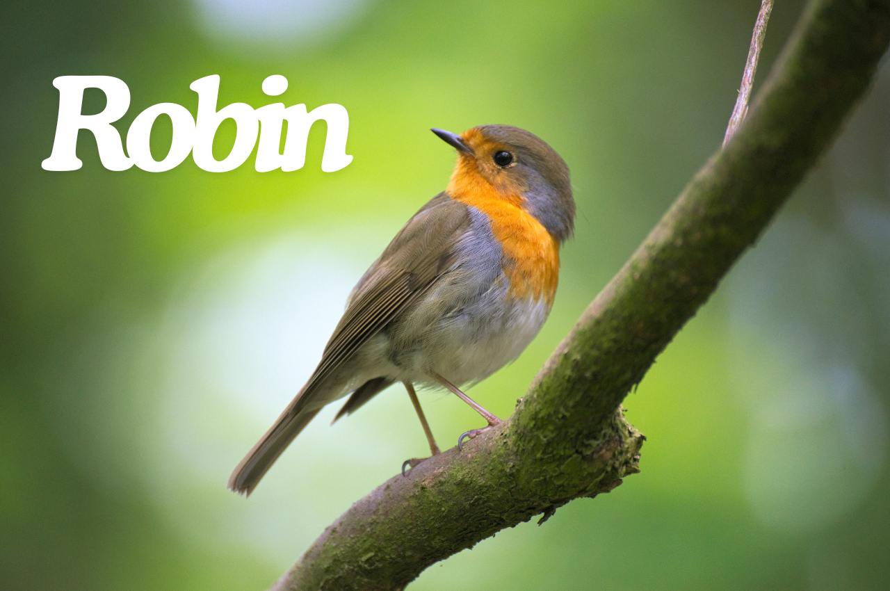 BeakyBites Robin Bird Facts