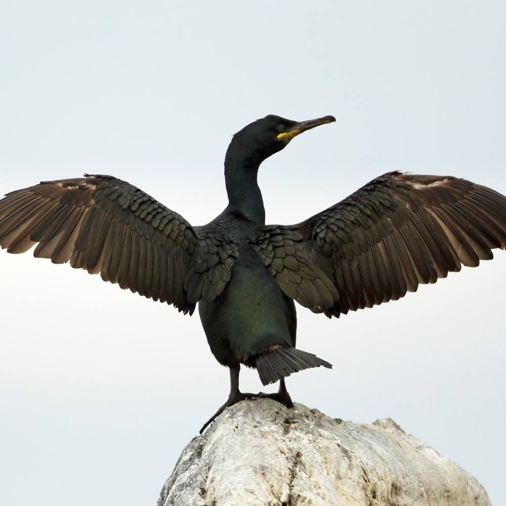 Identify The Top Seaside Birds | Coastal Guide
