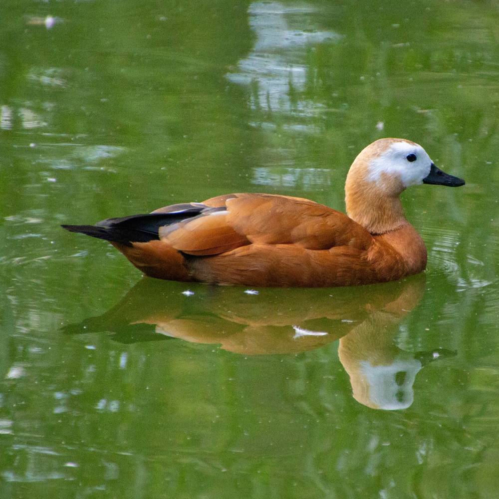 What Does a Duck Eat? | Best Foods for Healthy Ducks
