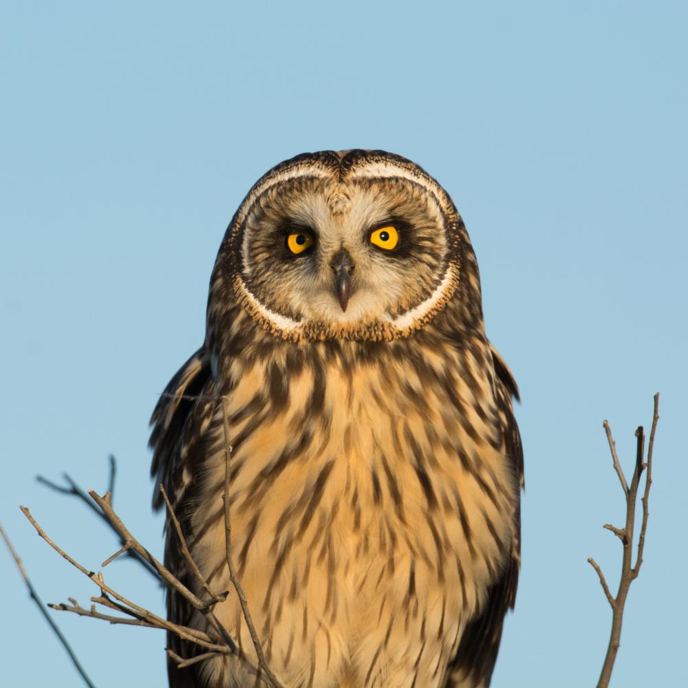 BeakyBites Short-eared Owl Bird Facts