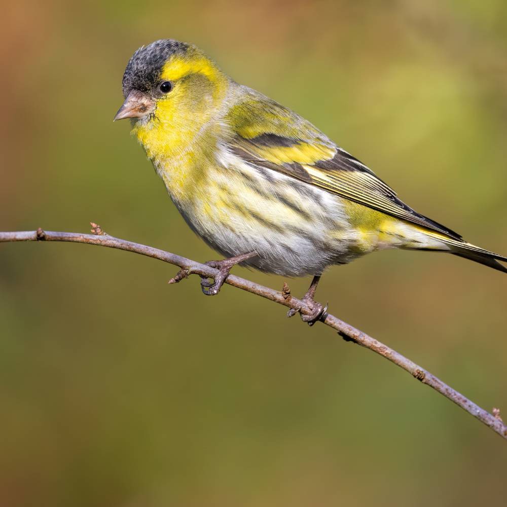 Yellow British Birds: Identification and Fun Facts