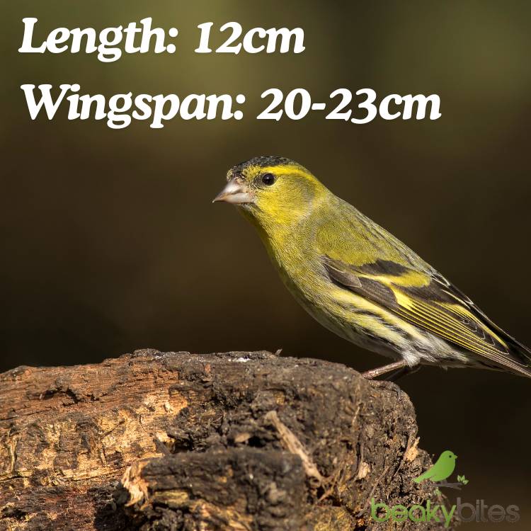 BeakyBites Siskin Bird Facts