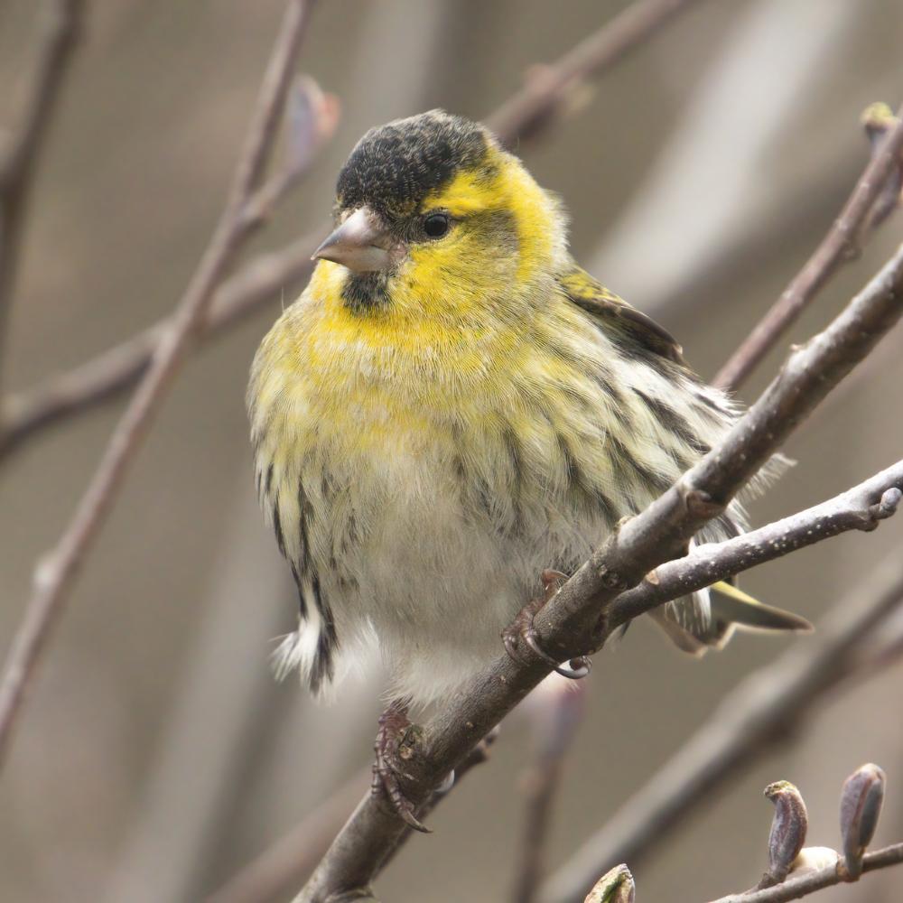 BeakyBites Siskin Bird Facts