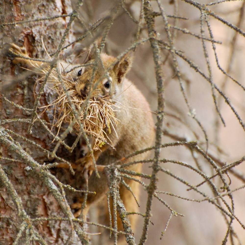 Squirrel Nest: How to Spot One in Your Garden Trees