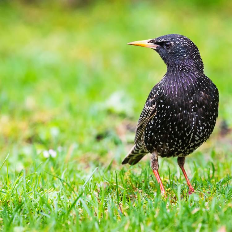 BeakyBites Starling Bird Facts
