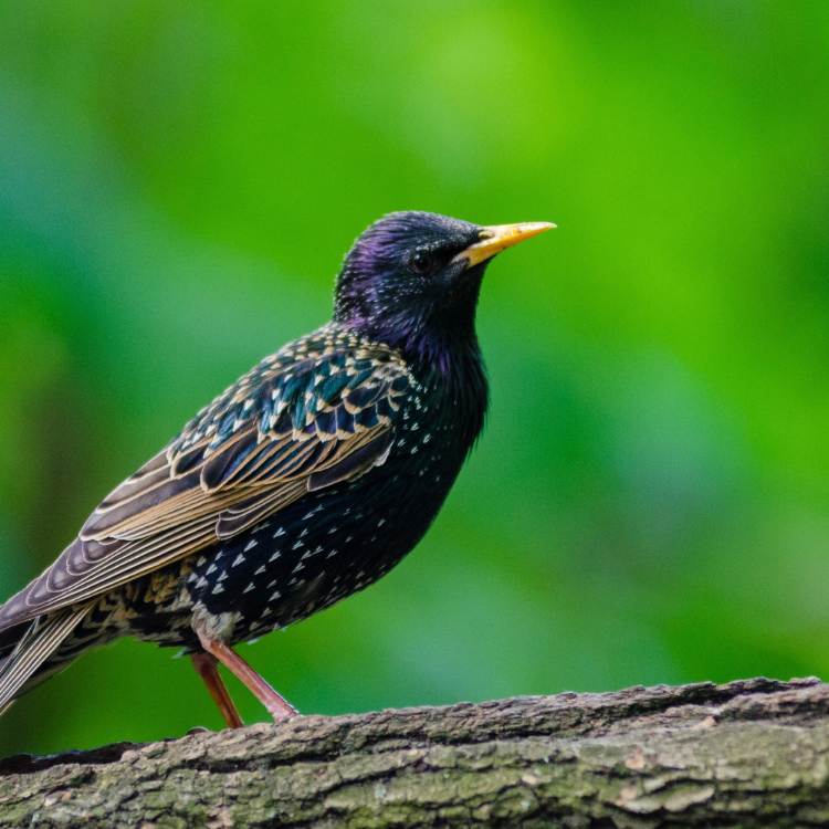 BeakyBites Starling Bird Facts