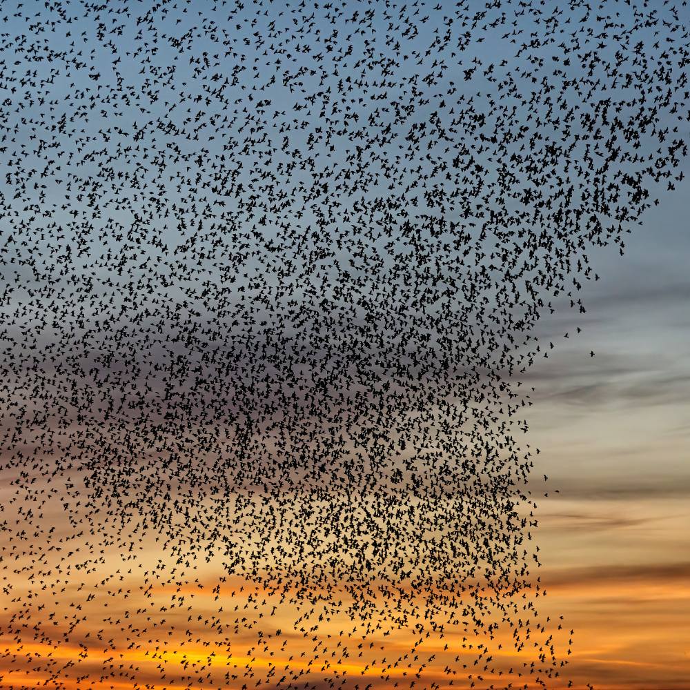 BeakyBites Starling Bird Facts