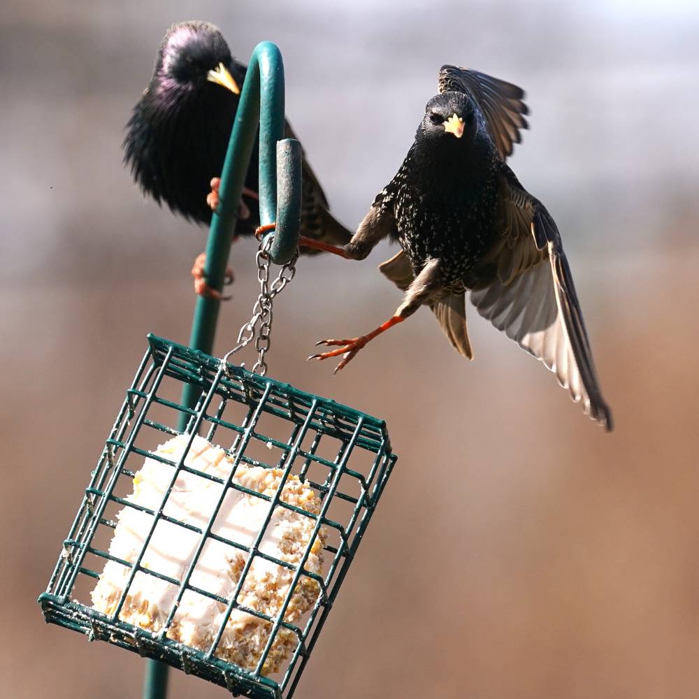 The Ultimate Guide to Suet for Birds: Feeding Tips and Benefits