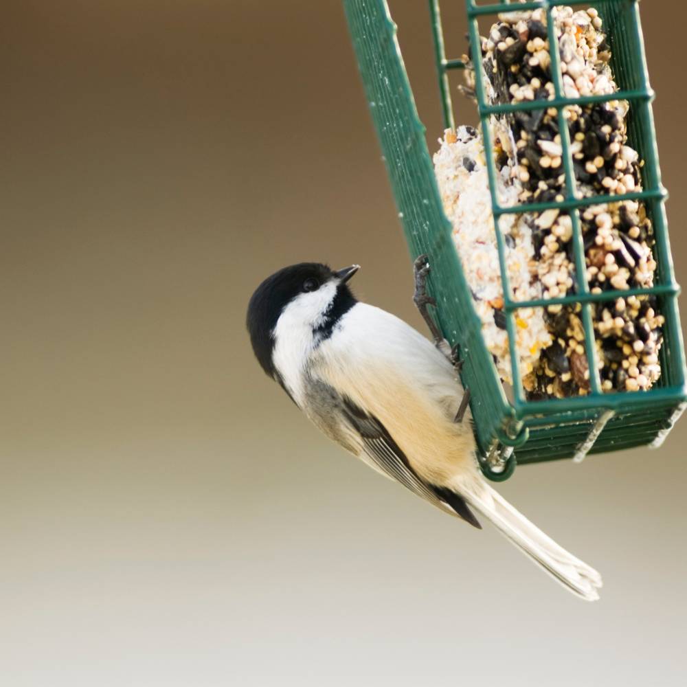 The Ultimate Guide to Suet for Birds: Feeding Tips and Benefits