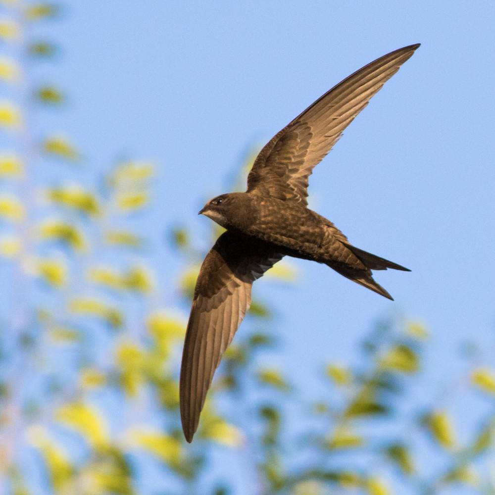 Which Birds Migrate from the UK in Autumn? A Complete Guide