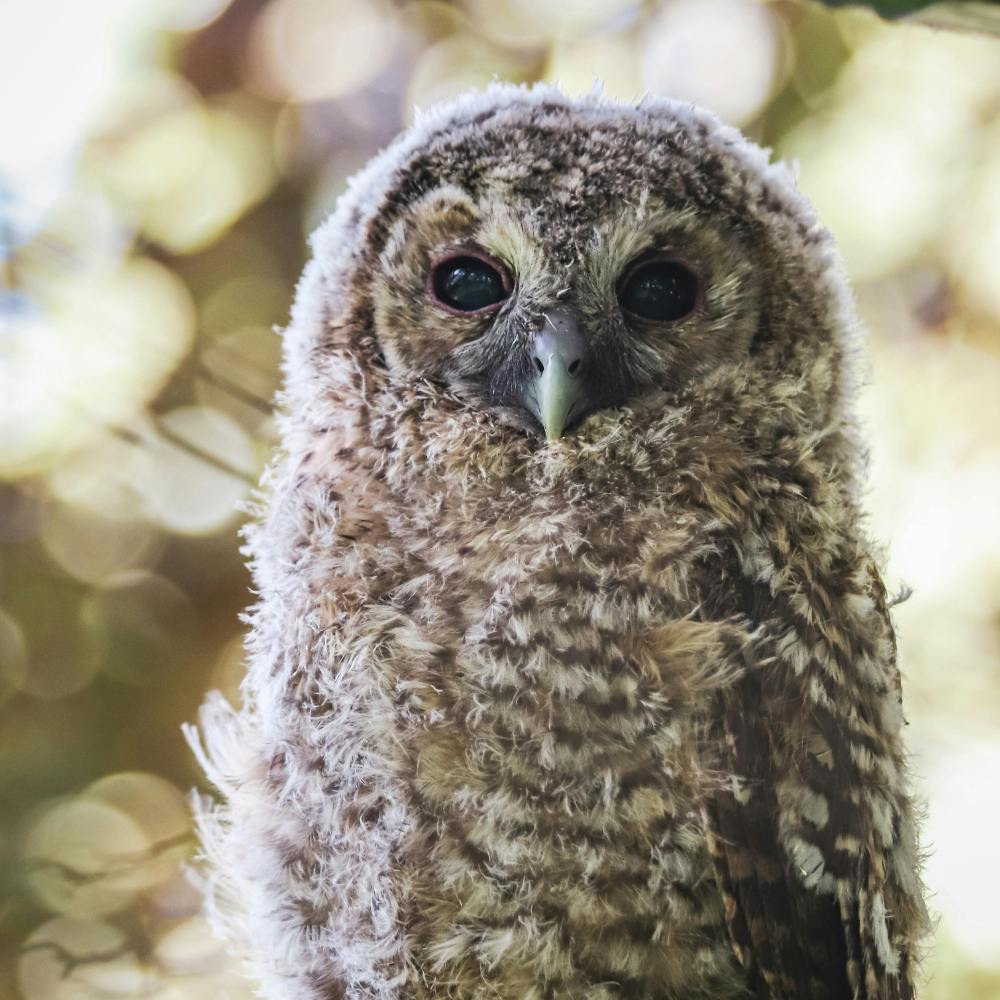BeakyBites Tawny Owl Bird Facts