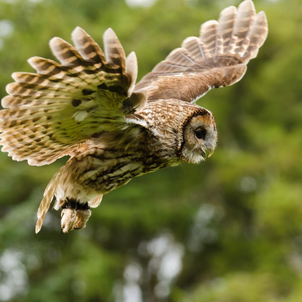 BeakyBites Tawny Owl Bird Facts