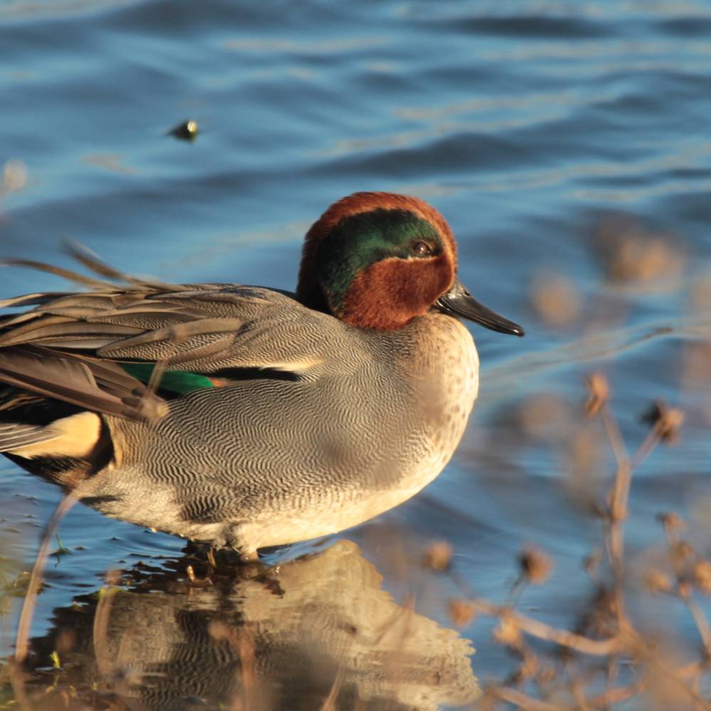 What Does a Duck Eat? | Best Foods for Healthy Ducks