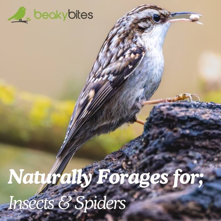 BeakyBites Treecreeper Bird Facts