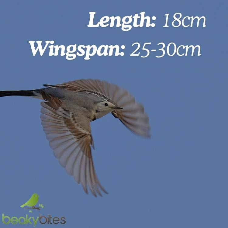 BeakyBites Wagtail Bird Facts