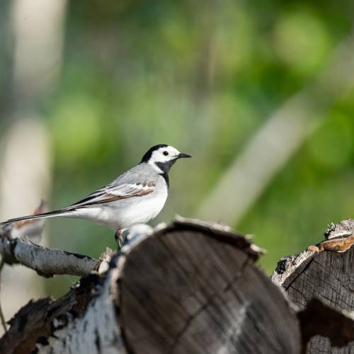 BeakyBites Wagtail Bird Facts