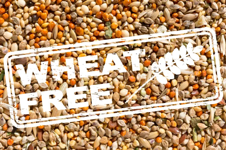 bird feeding in the rain: the secrets to keeping bird seed dry