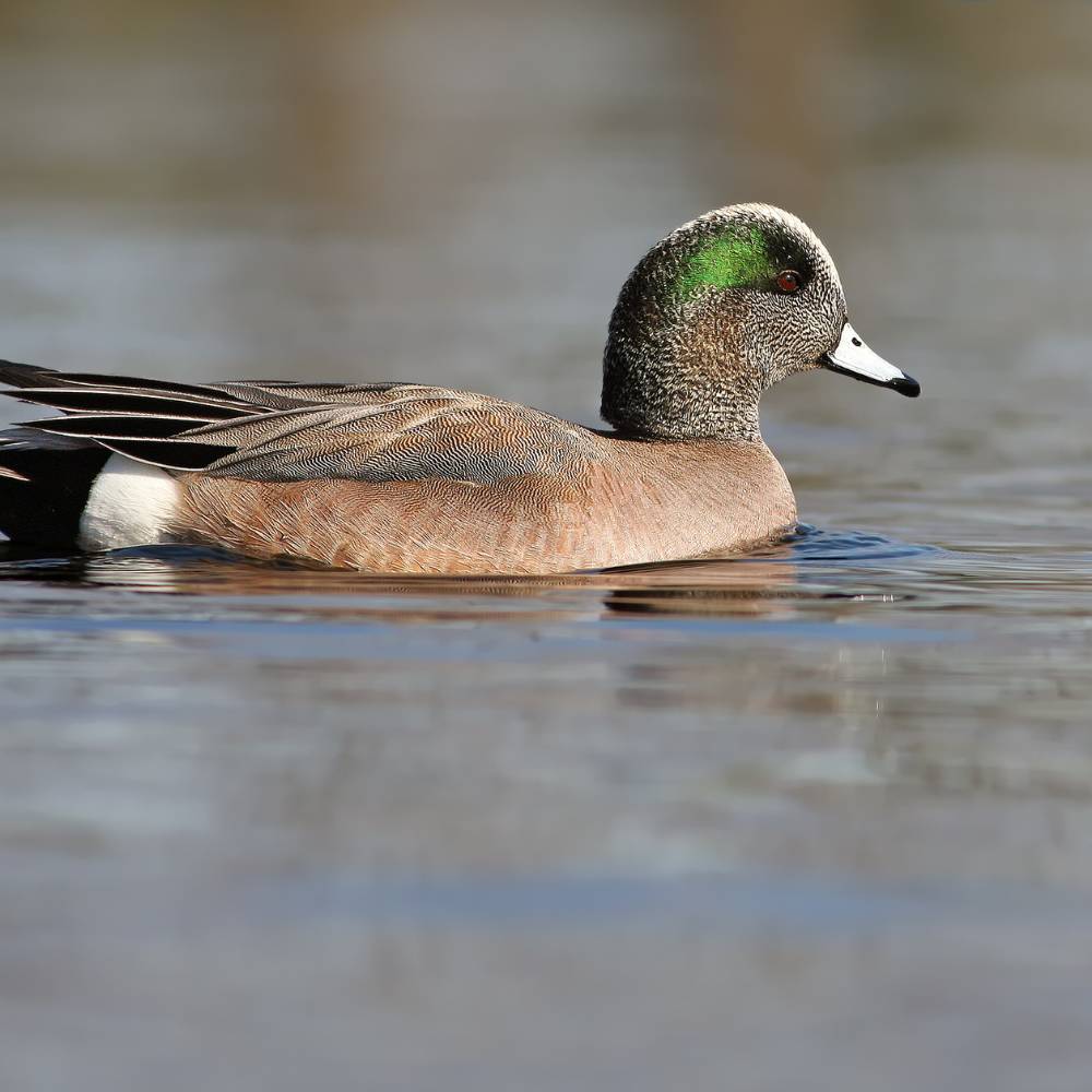 What Does a Duck Eat? | Best Foods for Healthy Ducks