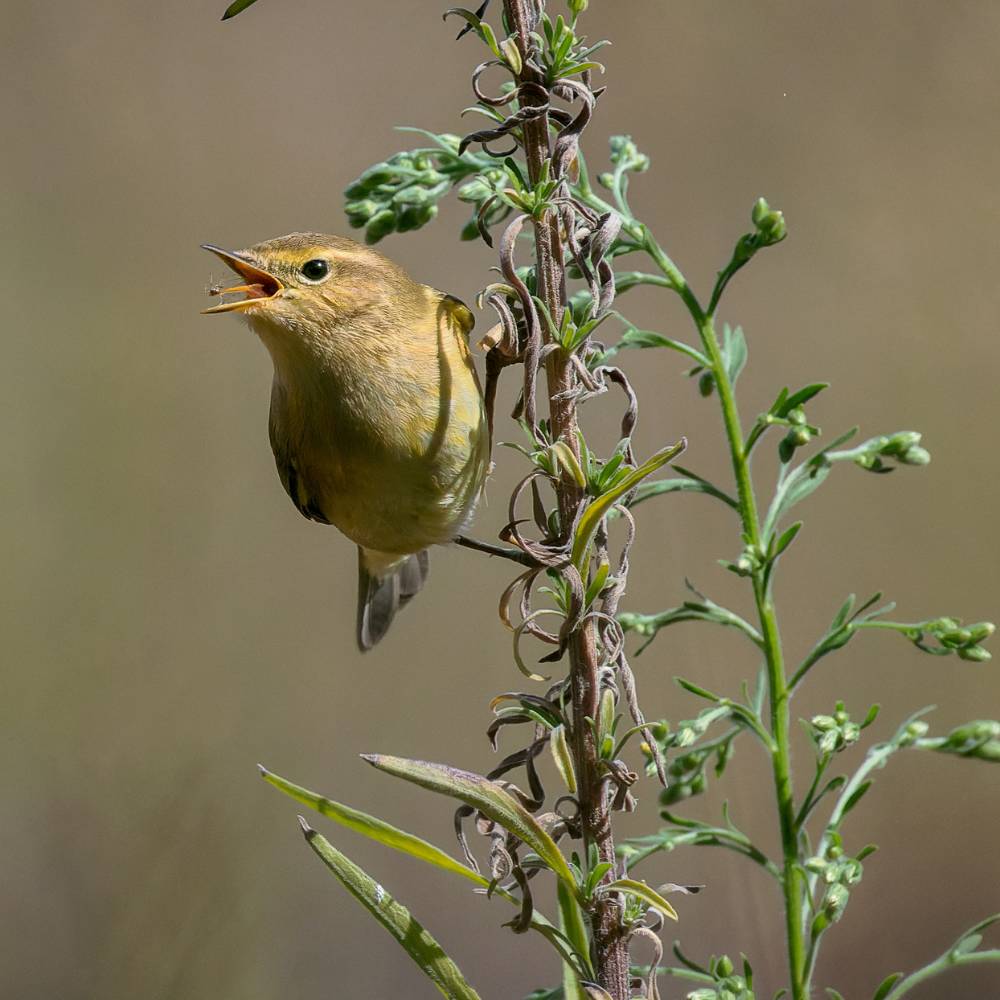 BeakyBites Willow Warbler Bird Facts