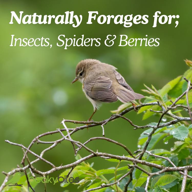 BeakyBites Willow Warbler Bird Facts