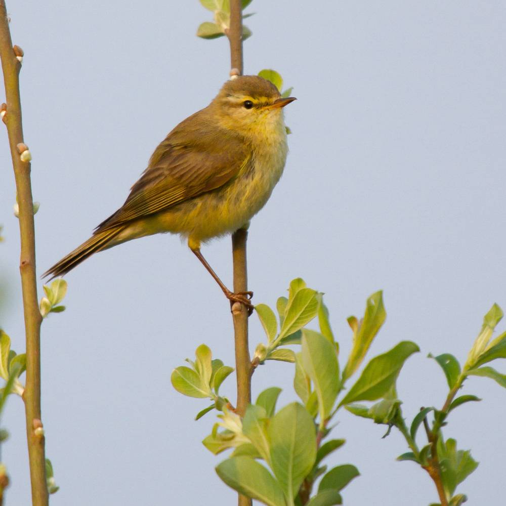 Top 20 Small Birds of England | Identification Guide