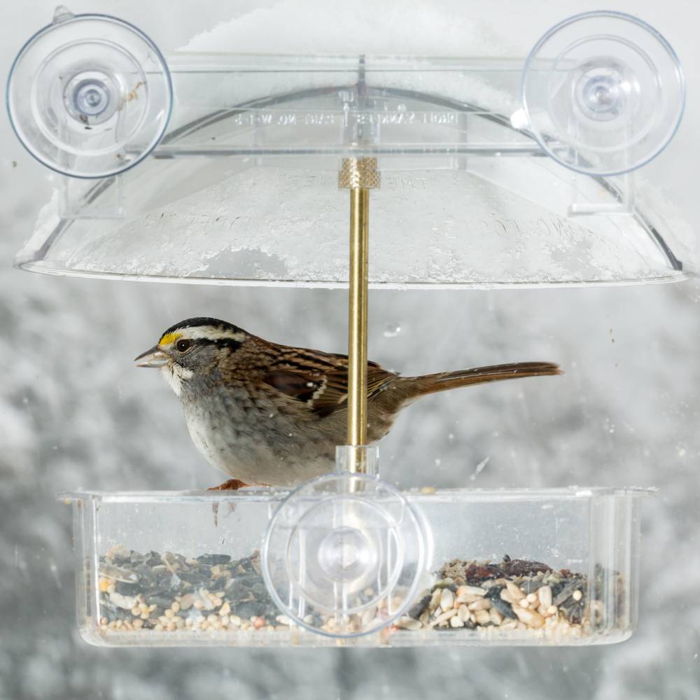Best Place for a Window Feeder: Tips for Attracting Birds