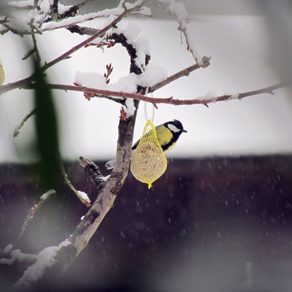 How to Turn Your Garden into a Winter Bird Haven