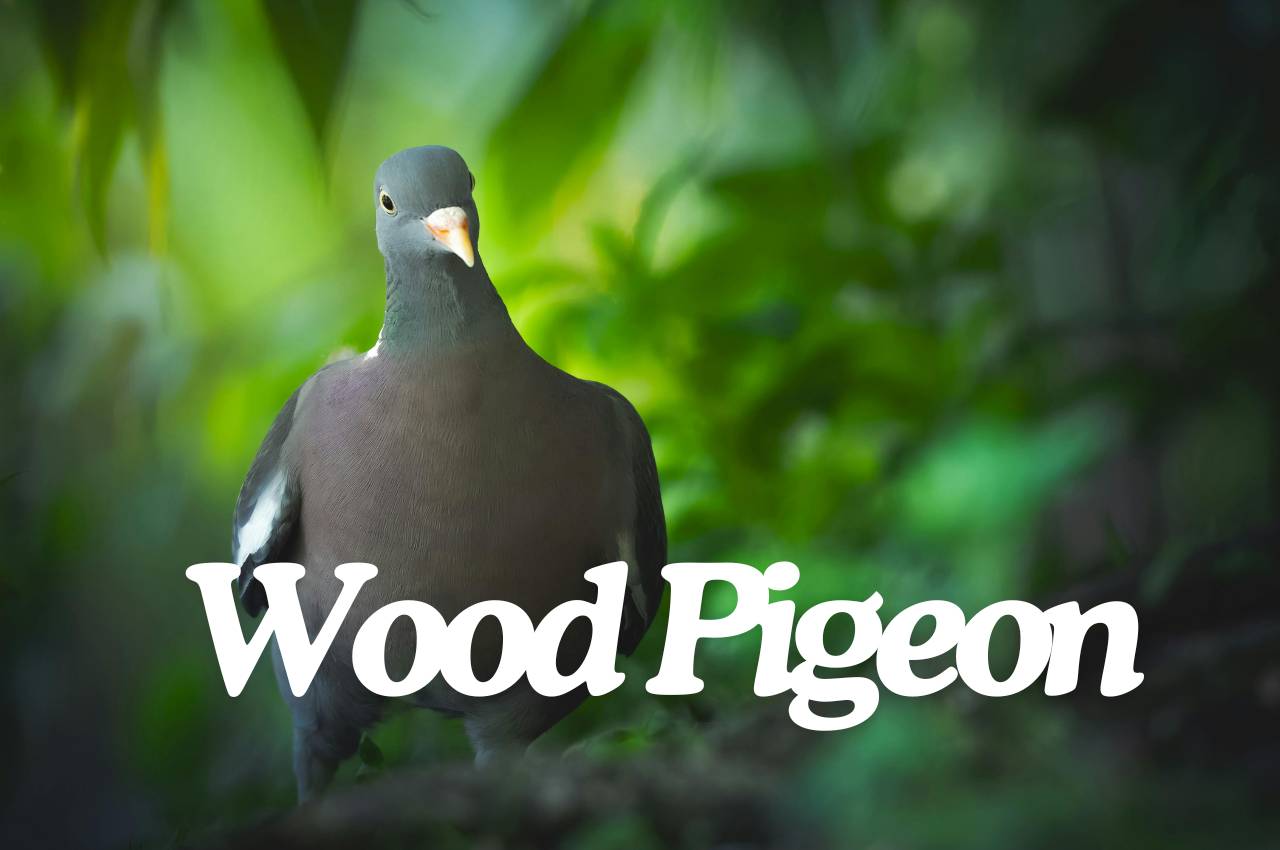 BeakyBites Wood Pigeon Bird Facts