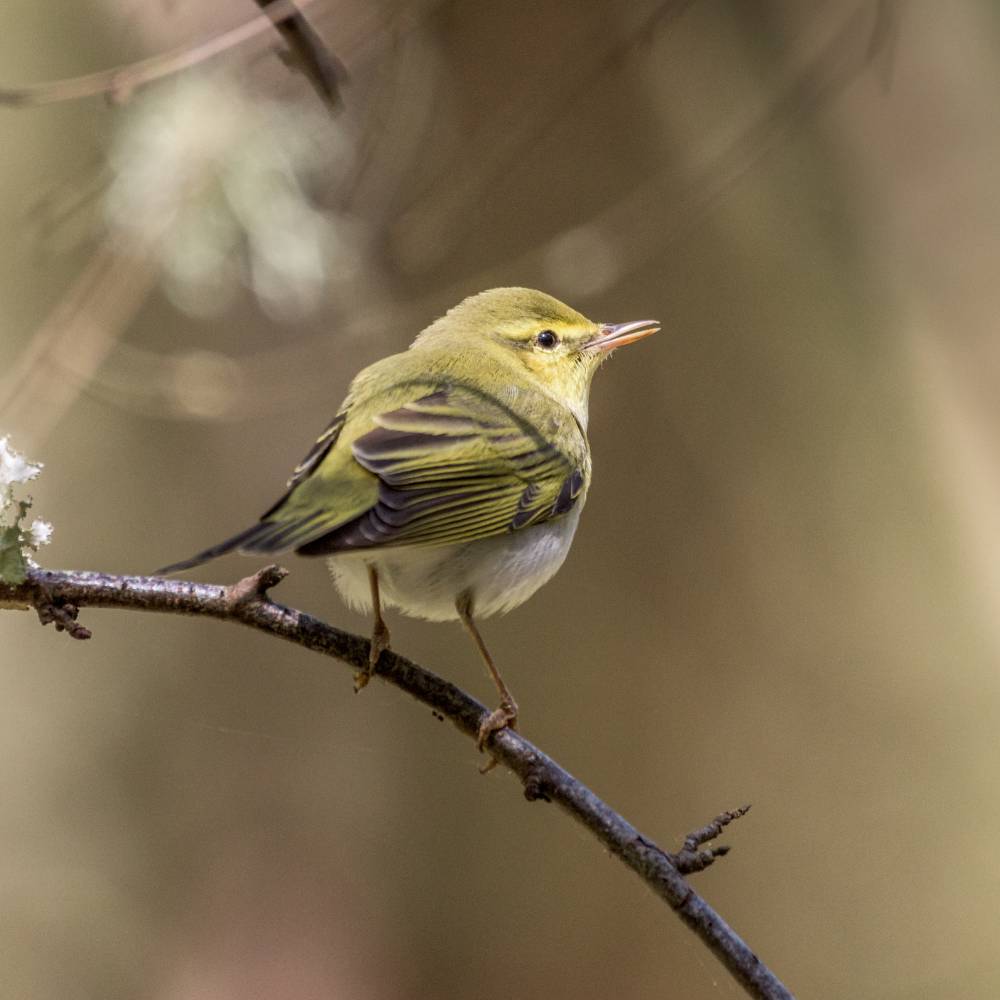 Yellow British Birds: Identification and Fun Facts