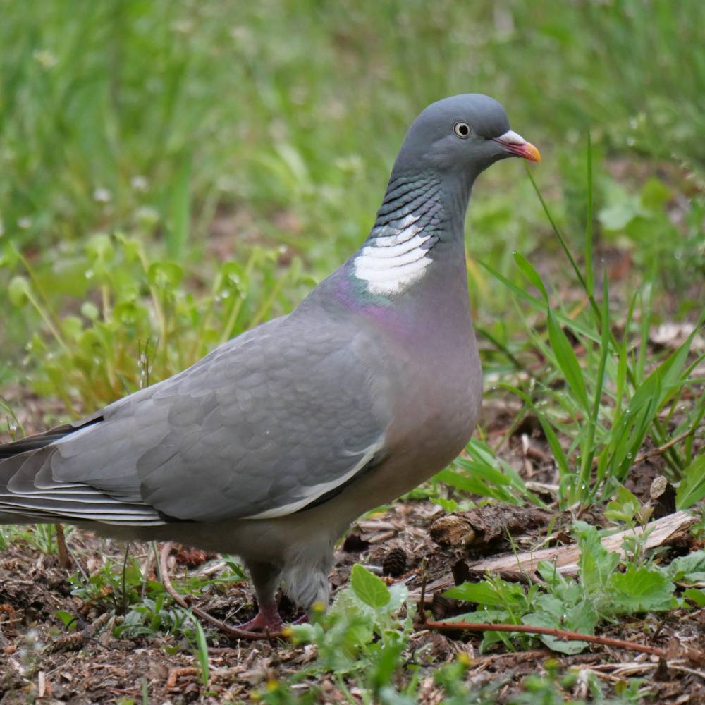 BeakyBites Wood Pigeon Bird Facts