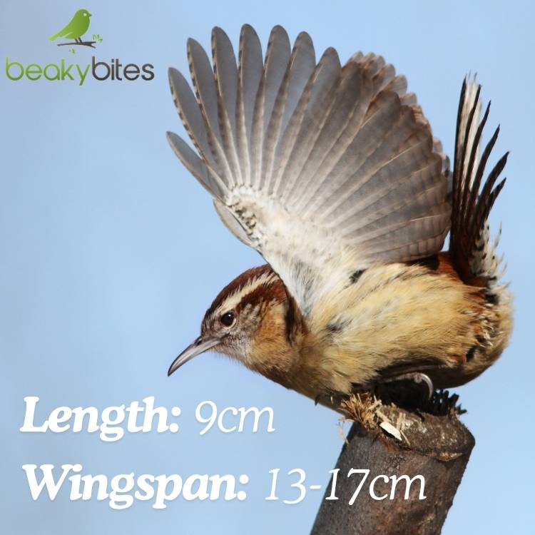 BeakyBites Wren Bird Facts