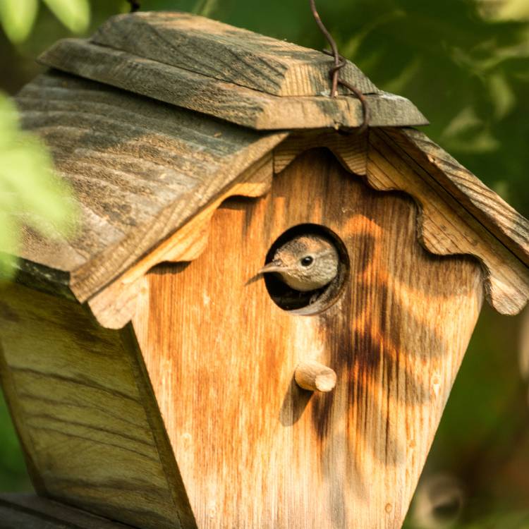 Encouraging Birds to Your Garden: A Complete Guide to Nest Boxes