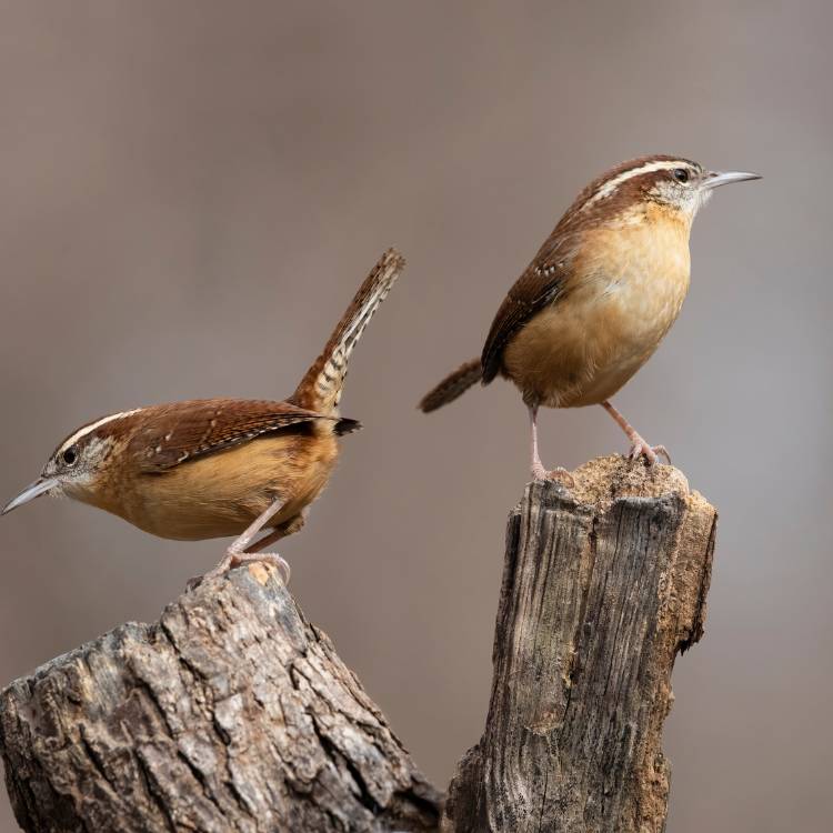 BeakyBites Wren Bird Facts
