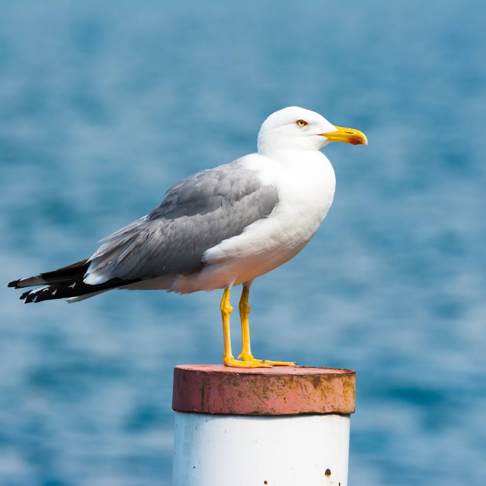 Identify The Top Seaside Birds | Coastal Guide