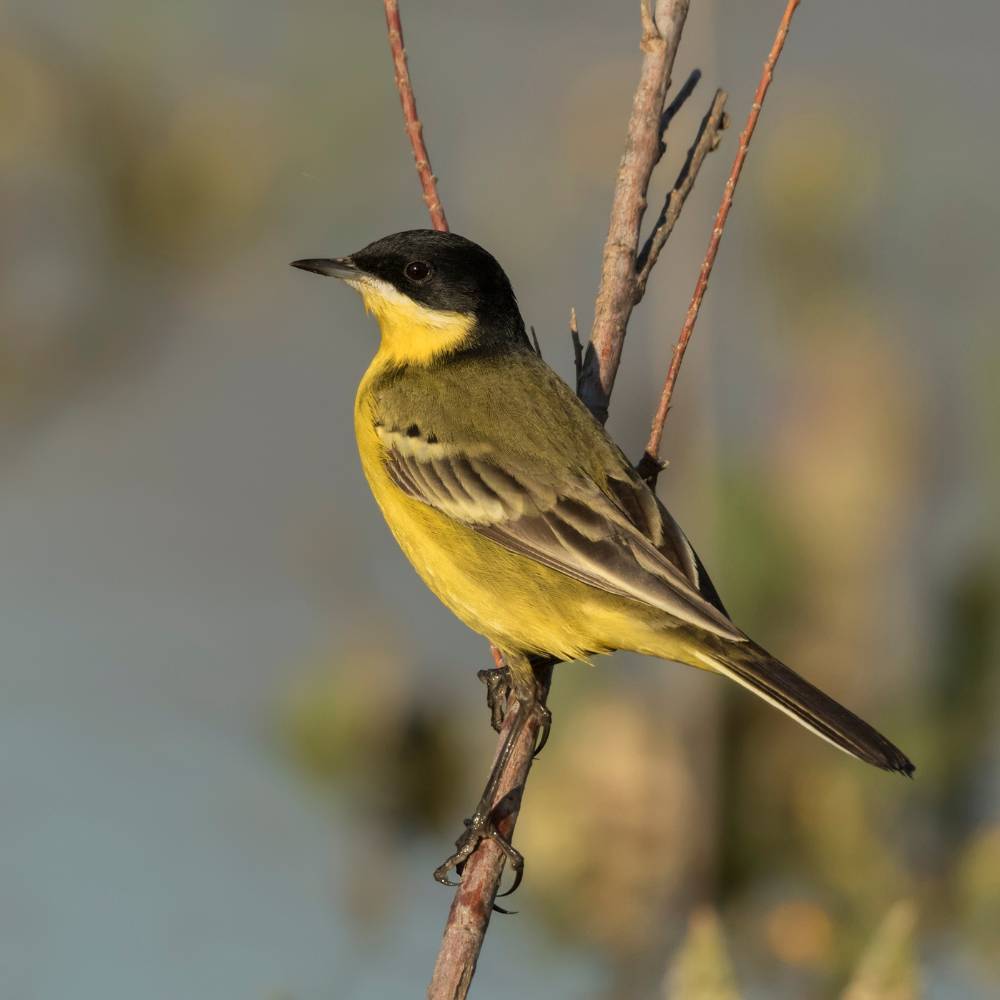 Yellow British Birds: Identification and Fun Facts