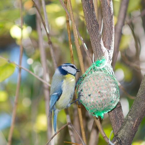 Feeding Fat Balls to Birds