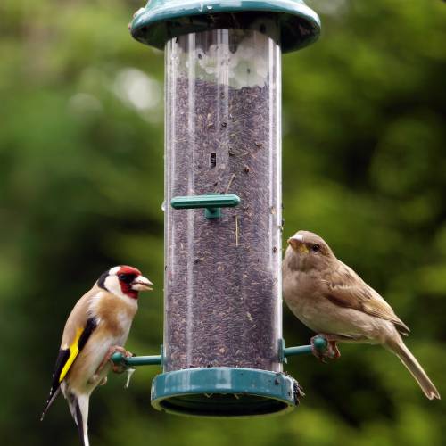 Buy Niger Seeds for Birds: The Finches’ Favourite Food
