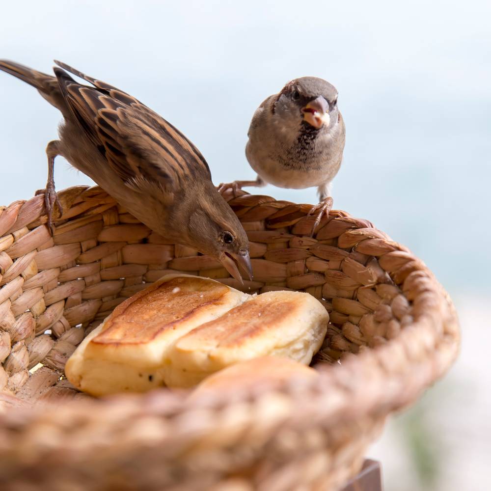 Can I Feed Bread to Birds: Simple Guide to Feeding Birds