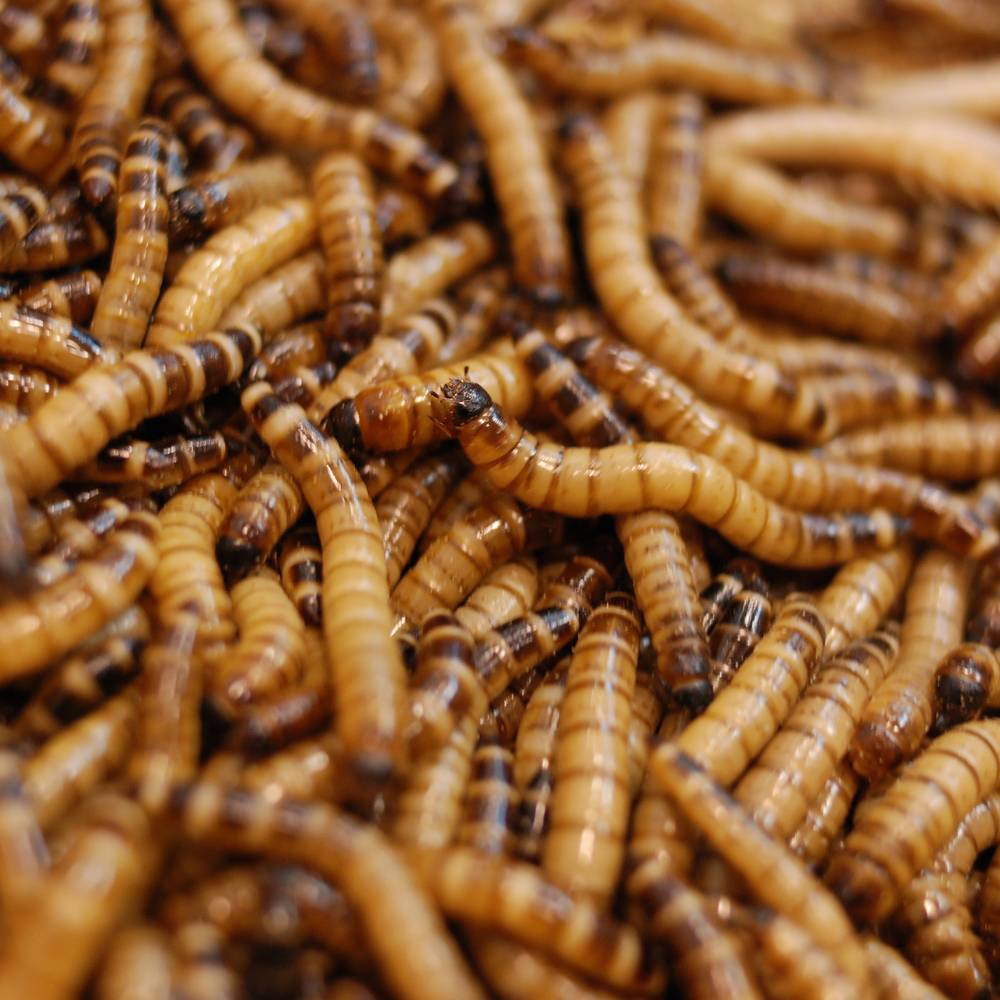 Calciworms for Birds: A Calcium-Rich Snack to Boost Their Health