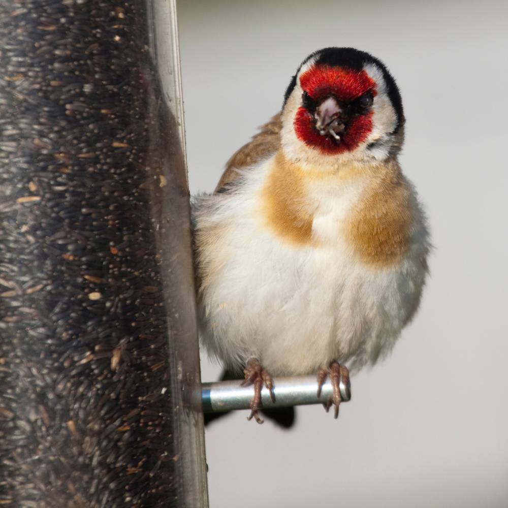 Buy Niger Seeds for Birds: The Finches’ Favourite Food