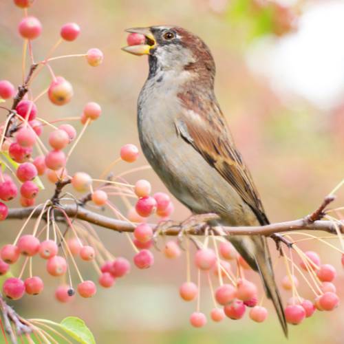 BeakyBites House Sparrow Bird Facts