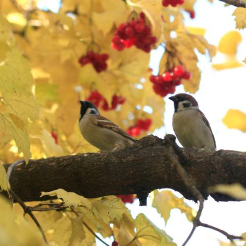 BeakyBites House Sparrow Bird Facts