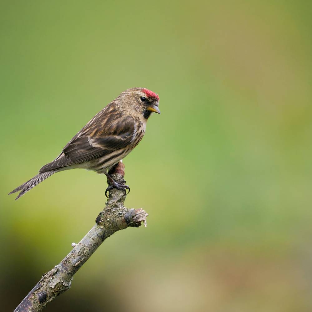 Top 20 Small Birds of England | Identification Guide